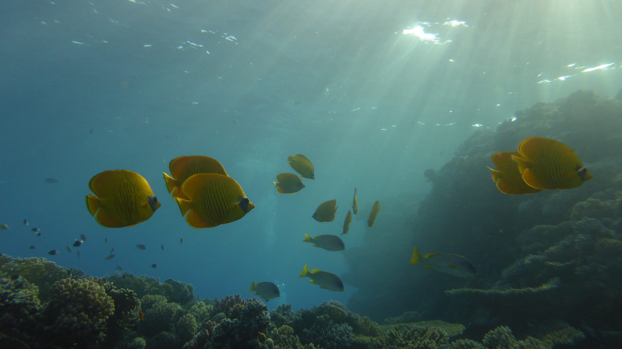 Formations de plongeurs et plongeuses – EVASION BLEUE